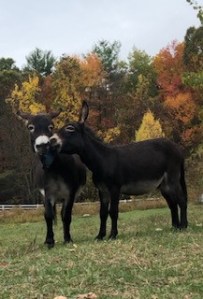 Moonlight Ranch – A privately owned ranch hosting licensed therapists ...