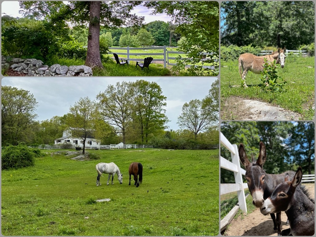 Programs – Moonlight Ranch, Inc.