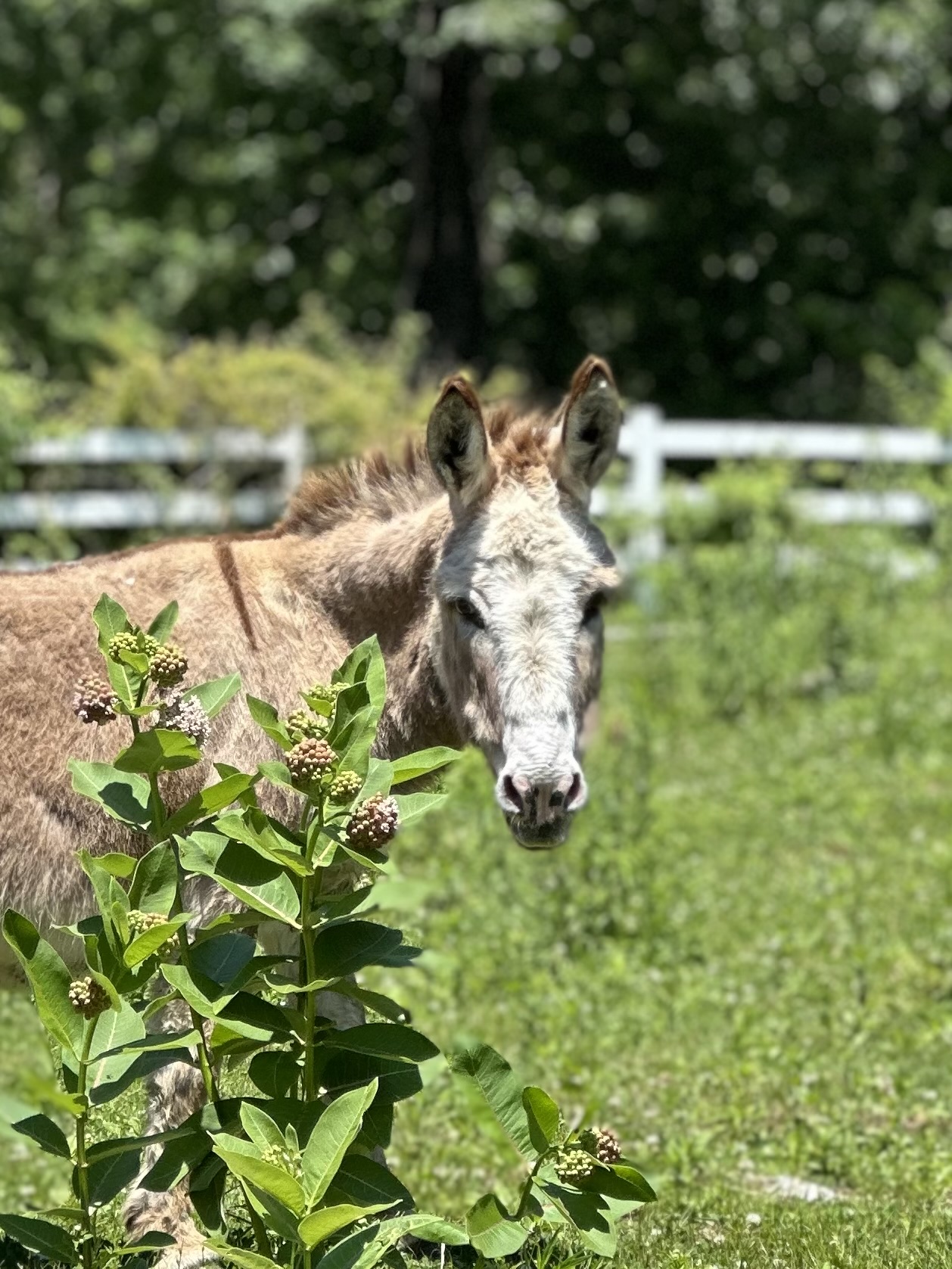Programs – Moonlight Ranch, Inc.