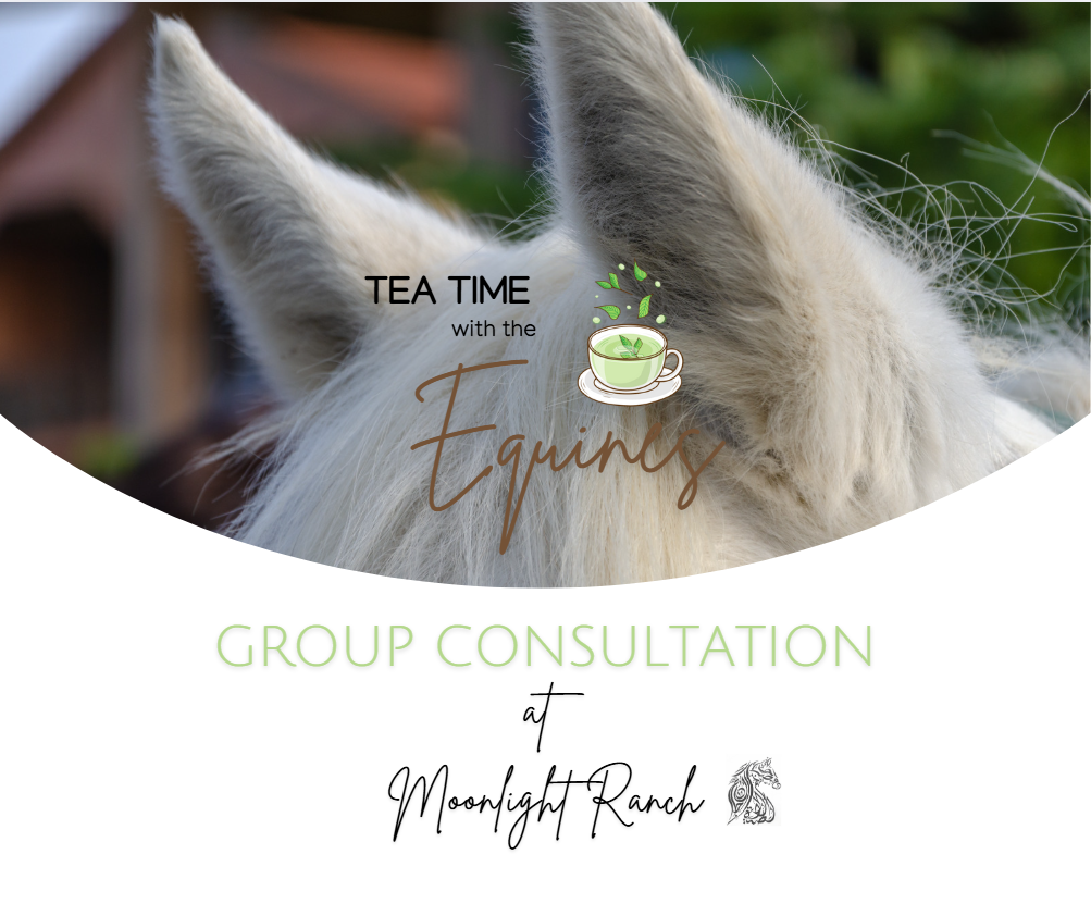 Programs – Moonlight Ranch, Inc.